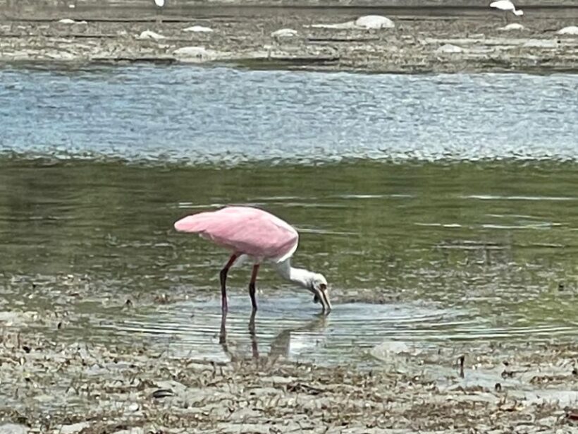Fort Pierce: 8-hr Jungle and Lagoon passage to Ocean in FL - Our Verdict: Who Should Sign Up?