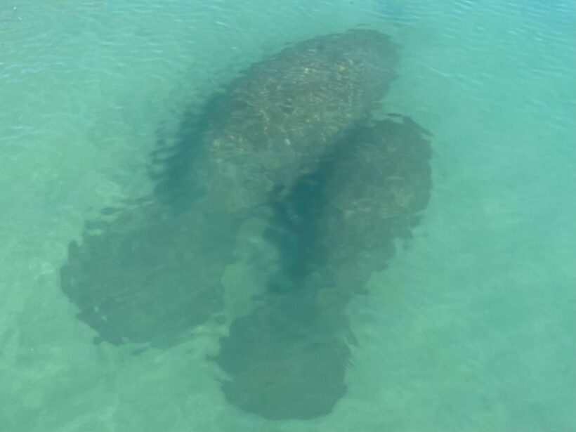 Fort Pierce: 8-hr Jungle and Lagoon passage to Ocean in FL - The Sum Up: Is This Tour Worth It?