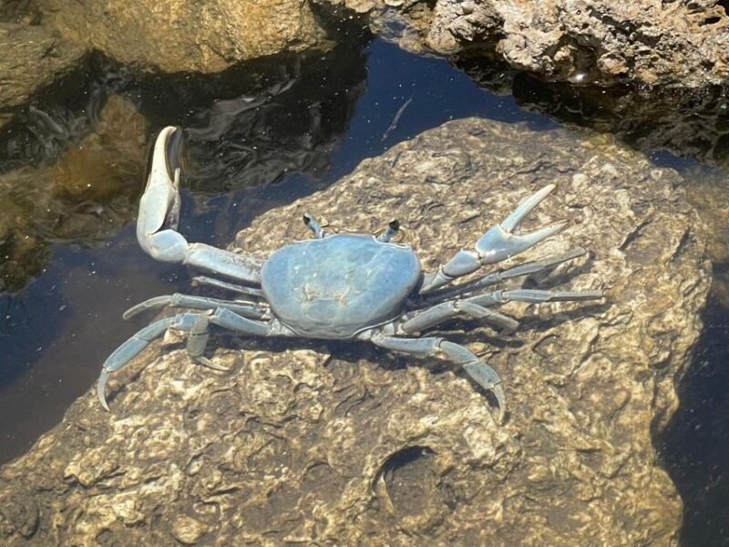 Fort Pierce: Prehistoric Preserve Kayak Tour - Summing It Up: Why Book This Experience?