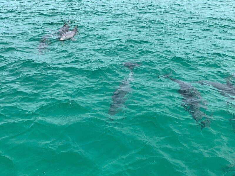 Fort Walton: Dolphin Discovery and Snorkeling Cruise - FAQ