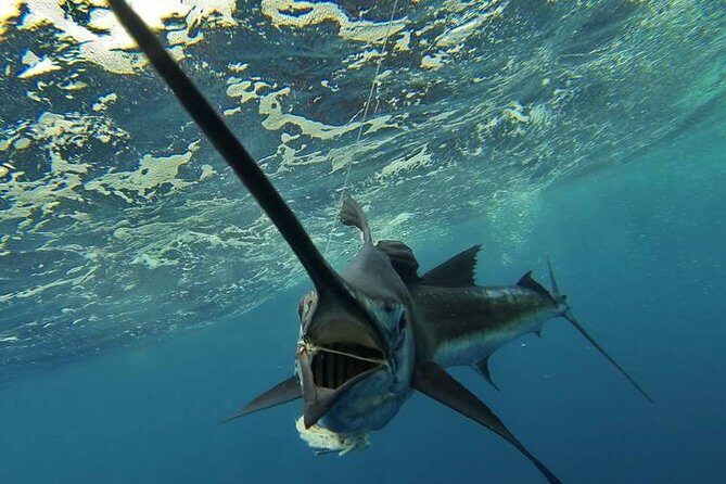 Four-Hour Fishing Tour in Dominica - Key Points