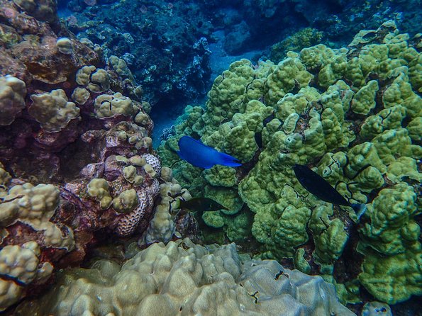 Four Winds Molokini Snorkeling Tour from Maalaea Harbor - Final Thoughts: Is It Worth It?