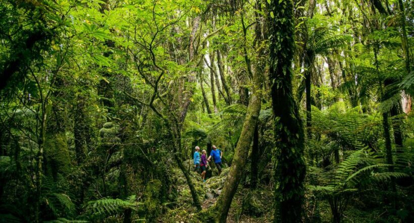 Fox Glacier: Half Day Walking & Nature Tour with Local Guide - FAQ