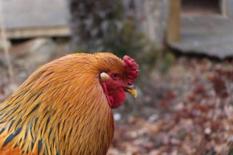 Foxfire Mountain: Hiking & Swinging Bridge Family Adventure - Family-Friendly Activities