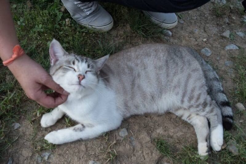 Foxfire Mountain: Hiking & Swinging Bridge Family Adventure - Who Should Visit Foxfire Mountain?