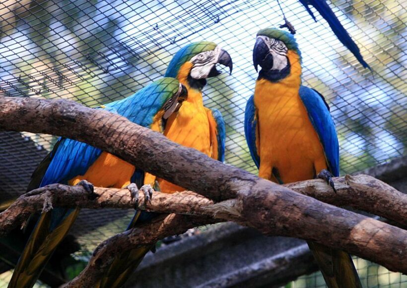 Foz do Iguaçu: Bird Park Experience - Key Points