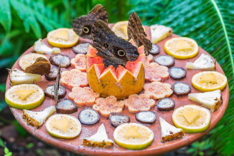 Foz do Iguaçu: Bird Park Experience - An In-Depth Look at the Bird Park Experience