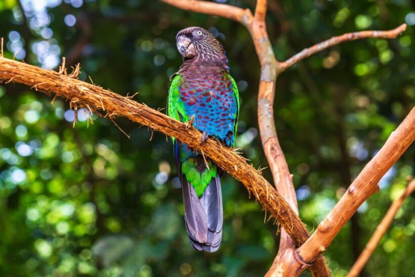 Foz do Iguaçu: Bird Park Experience - FAQ