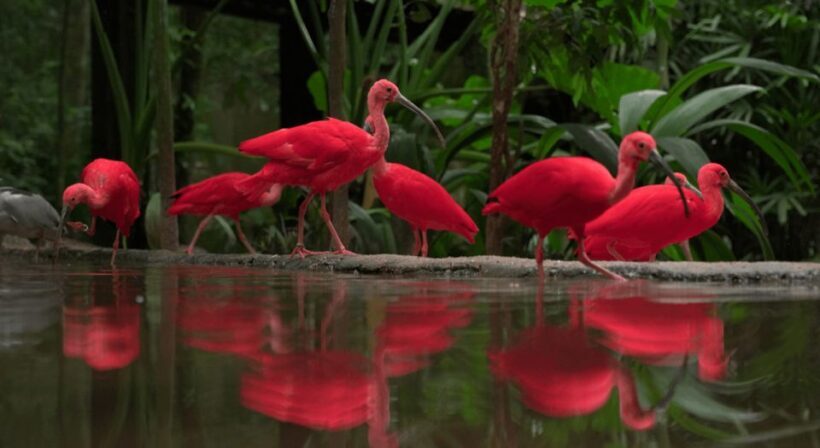 Foz do Iguaçu: Bird Park Tour with Tickets - What the Reviews Say