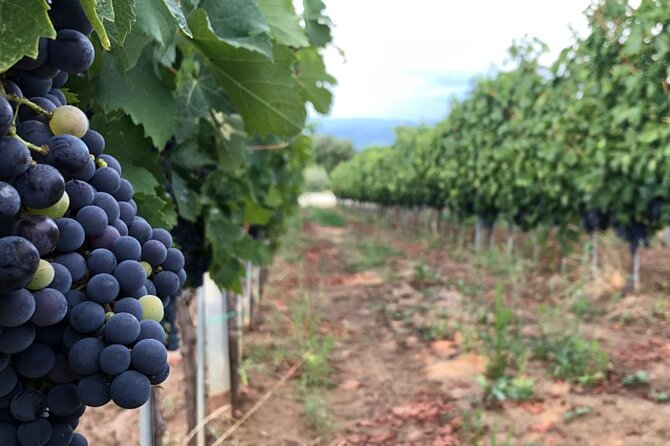 Frascati Day Tour: Road From Rome With Wine Tasting & Lunch - Traveler Feedback and Reviews