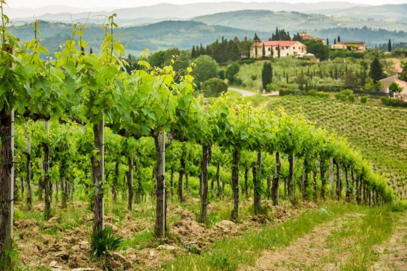Frascati Private Tour w/ Lunch & Wine Tasting in a Vineyard - Visiting the Winery: A Step Back in Time