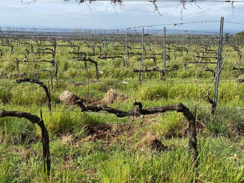 Frascati: Tour in E-Bike with Wine Tasting - Authenticity and Quality: What Travelers Say