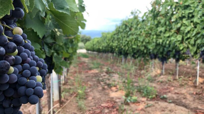 Frascati Wine Road from Rome: Tasting & Lunch - Lunch at a Traditional Trattoria