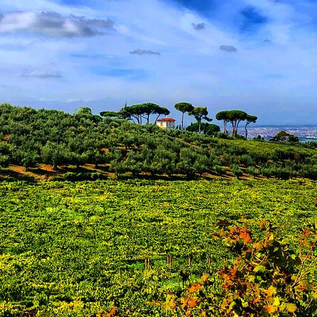 Frascati Wine Tasting Tour: The Flavors of the Roman Countryside - Taking in the Vineyard Setting