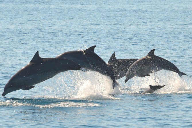 Fraser Island & Dolphin Sailing Adventure - The Value and Price: Does It Match Up?