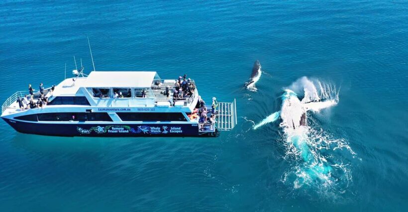 Fraser Island (K'gari): Remote Island and Whale Experience - The Sum Up: Who Should Consider This Tour?