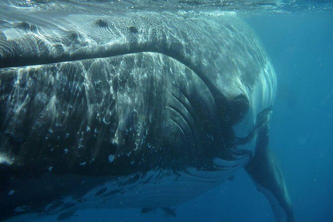 Fraser Island Whale Watch Encounter - An Introduction to the Experience