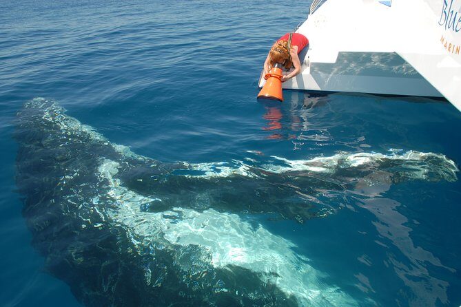 Fraser Island Whale Watch Encounter - FAQ