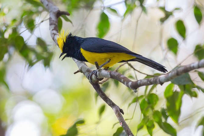 Fraser's Hill Bird-Watching & Nature Sightseeing Tour from Kuala Lumpur - Key Points