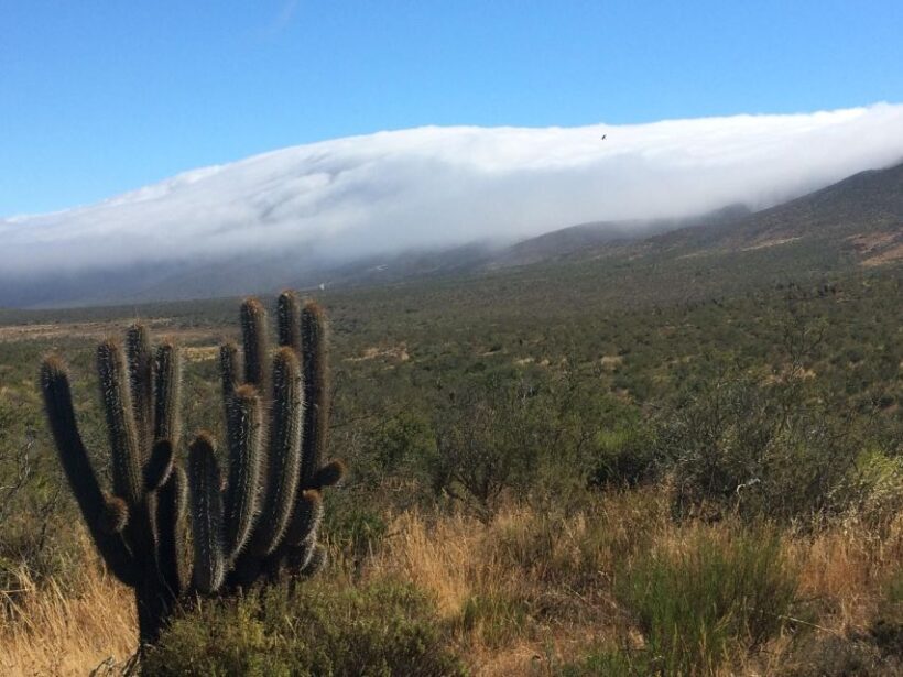 "Fray Jorge ice-age relict forest" Starlight UNESCO Reserve - Key Points