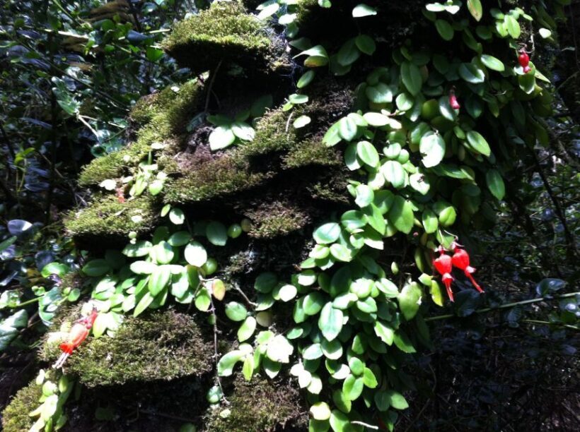 "Fray Jorge ice-age relict forest" Starlight UNESCO Reserve - The Itinerary and What You Can Expect