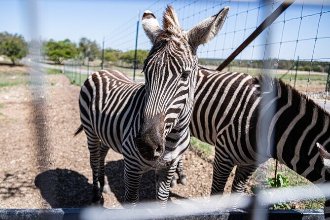 Fredericksburg Safari Tour With Wine Tasting - FAQ