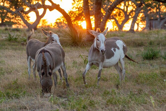 Fredericksburg Safari Tour Without Wine Tasting - Final Thoughts