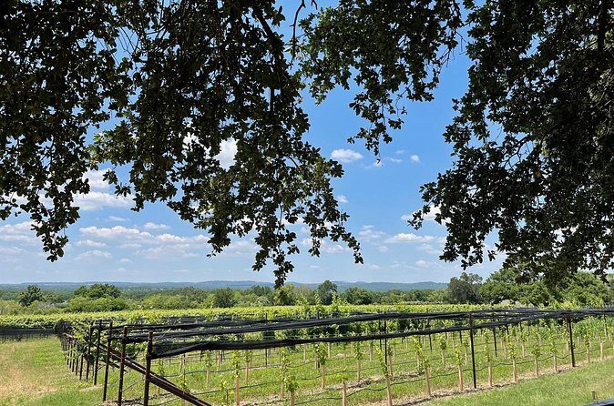 Fredericksburg Texas Area Wine Tastings: 3 Wineries and Lunch - Who Should Consider This Tour?