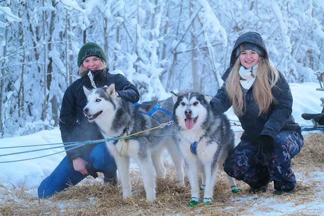 Free Pickup - Alaskan Husky Dog Sledding With Free Photo Service - Key Points