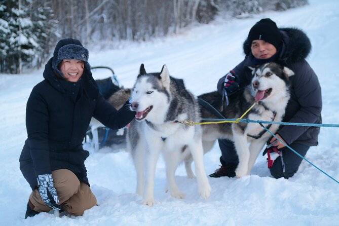 Free Pickup - Alaskan Husky Dog Sledding With Free Photo Service - Logistics and Pricing