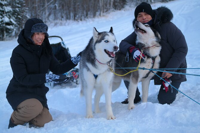 Free Pickup - Alaskan Husky Dog Sledding With Free Photo Service - Customer Feedback and Ratings