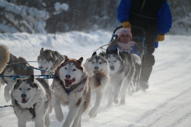 Free Pickup - Alaskan Husky Dog Sledding With Free Photo Service - Health and Accessibility