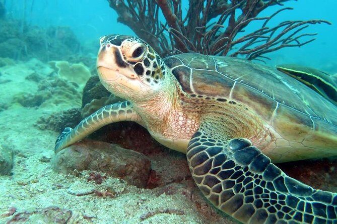 Freediver advanced (start at Koh Chang) - A Closer Look at the Koh Chang Advanced Freediver Experience
