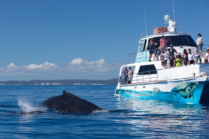 Freedom 3/4 Day Hervey Bay Premium Whale Watching Cruise - The Experience in Context: What Sets It Apart