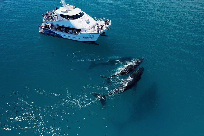 Freedom 3/4 Day Hervey Bay Premium Whale Watching Cruise - Who Will Love This Tour?