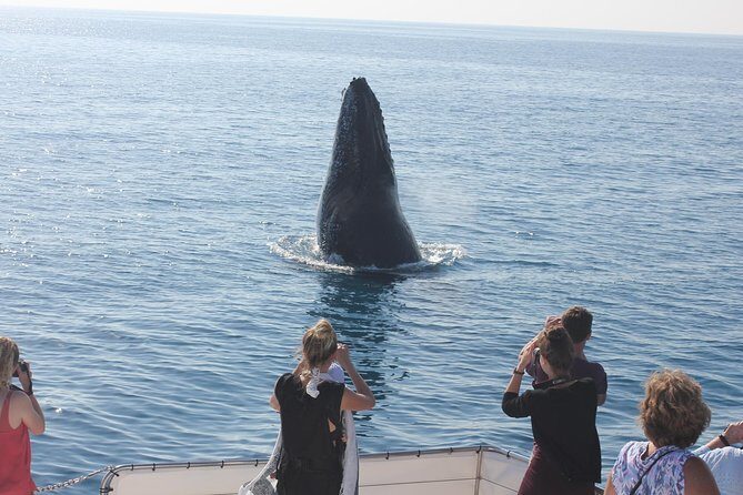 Freedom 3/4 Day Hervey Bay Premium Whale Watching Cruise - The Sum Up