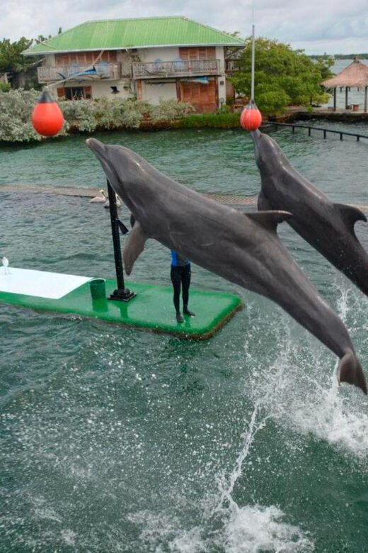 Freedom Beach - Barú + Oceanarium + Plankton - What You Can Expect: The Day in Detail