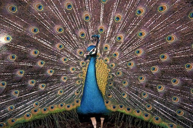 Freeport Shore Excursion: Garden of the Groves and City Tour - Key Points