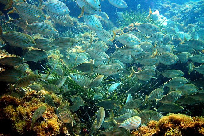 French Riviera Villefranche Bay Snorkeling Tour From Nice - Customer Feedback and Recommendations