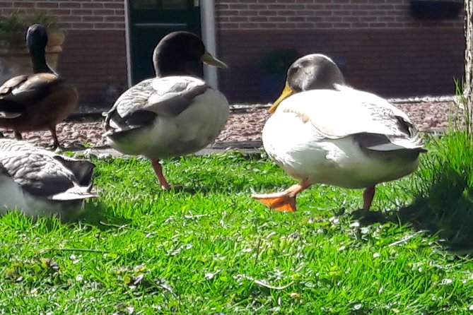 Fresh Nose Tour With the Canoe Through the Nature Near Amsterdam - Positive Experiences From Reviews