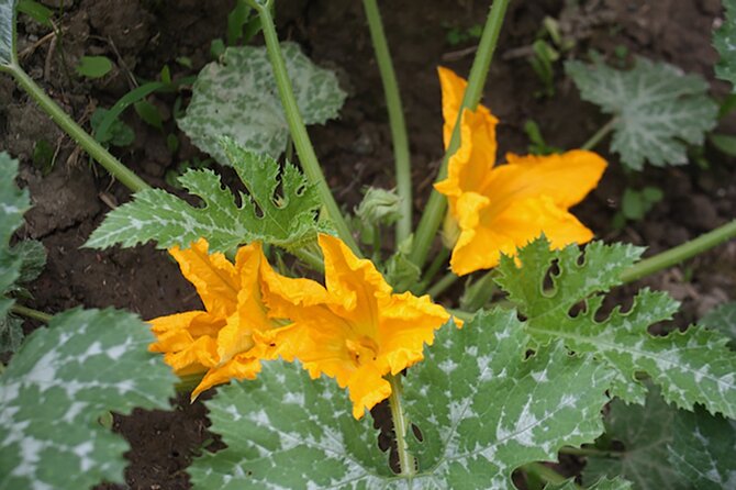 Fresh Pasta With a View in Langhe, Roero, Monferrato Near Asti - Inclusions and Pricing