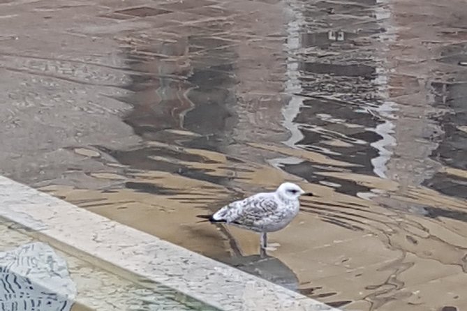 Friendinvenice, How to Experience the True Venice, Private Tour - Customizing Your Adventure