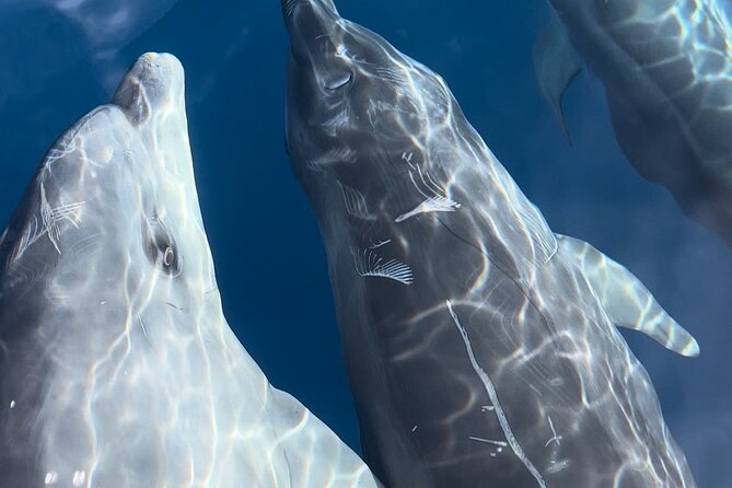 Friendly getaway to the Calanques of Piana from Cargèse - What Travelers Say