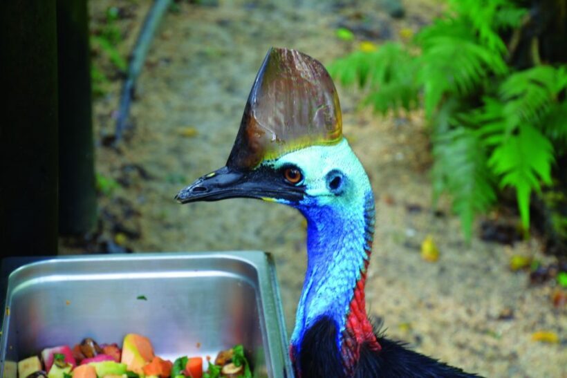 Friends in the Rainforest Package: Koala Gardens & Birdworld - An Authentic Encounter with Australian Wildlife