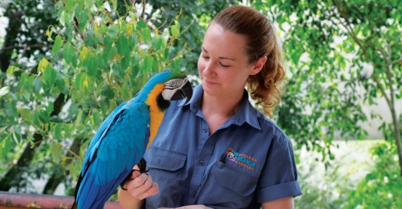 Friends in the Rainforest Package: Koala Gardens & Birdworld - Analyzing Value and Practicality
