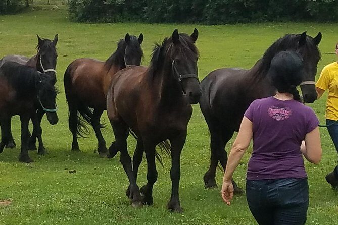 Friesian Herd Tours, Workshops, Classes and Retreats in the Kettle Moraine area. - Key Points