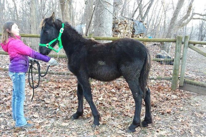 Friesian Herd Tours, Workshops, Classes and Retreats in the Kettle Moraine area. - The Price & Value Proposition