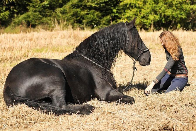 Friesian Herd Tours, Workshops, Classes and Retreats in the Kettle Moraine area. - FAQ