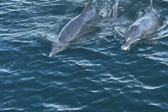 Frisky Mermaid Dolphin + Scenic Bay Sightseeing Tour - Key Points