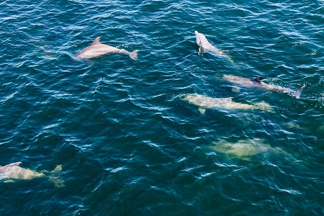 Frisky Mermaid Dolphin + Scenic Bay Sightseeing Tour - Authentic Experiences and Customer Feedback